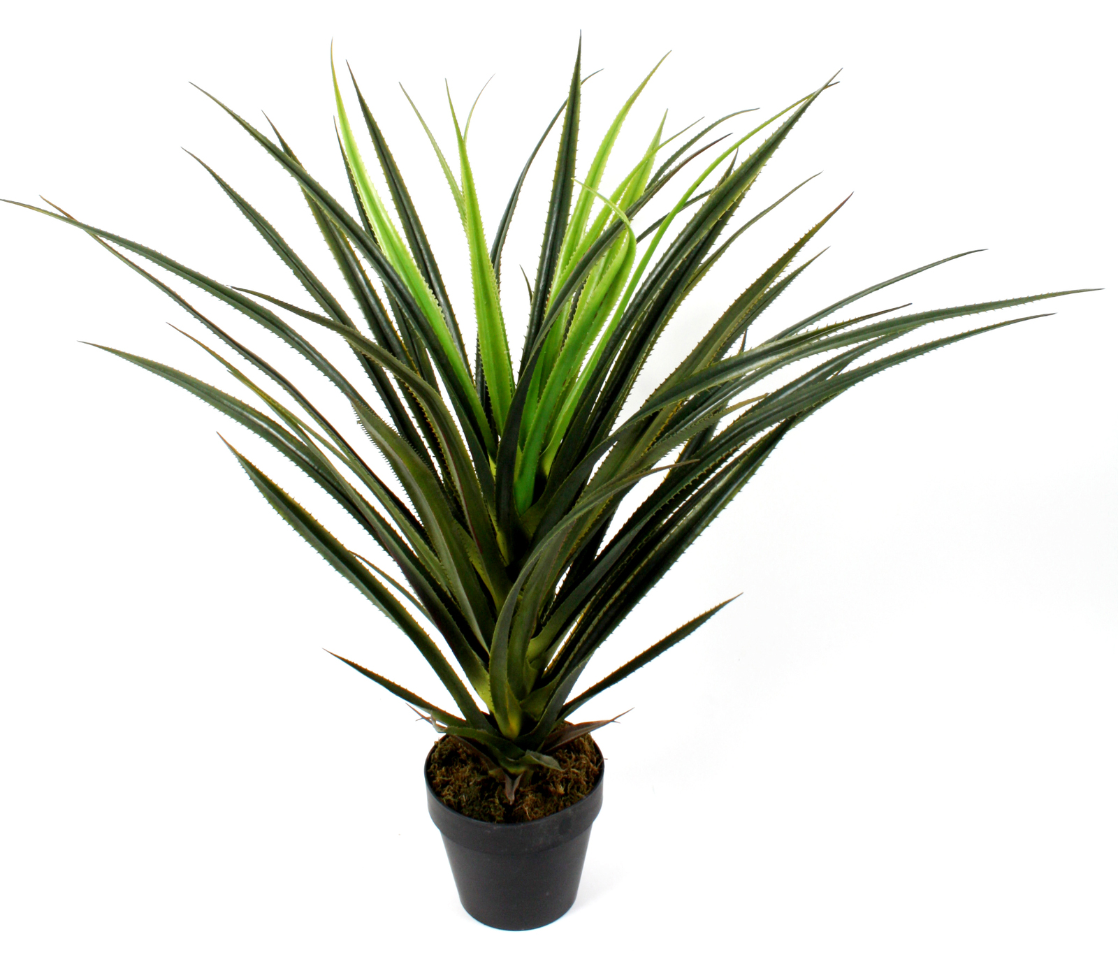 Pandanus Plant 100cm | Afterpay | zipPay | zipMoney